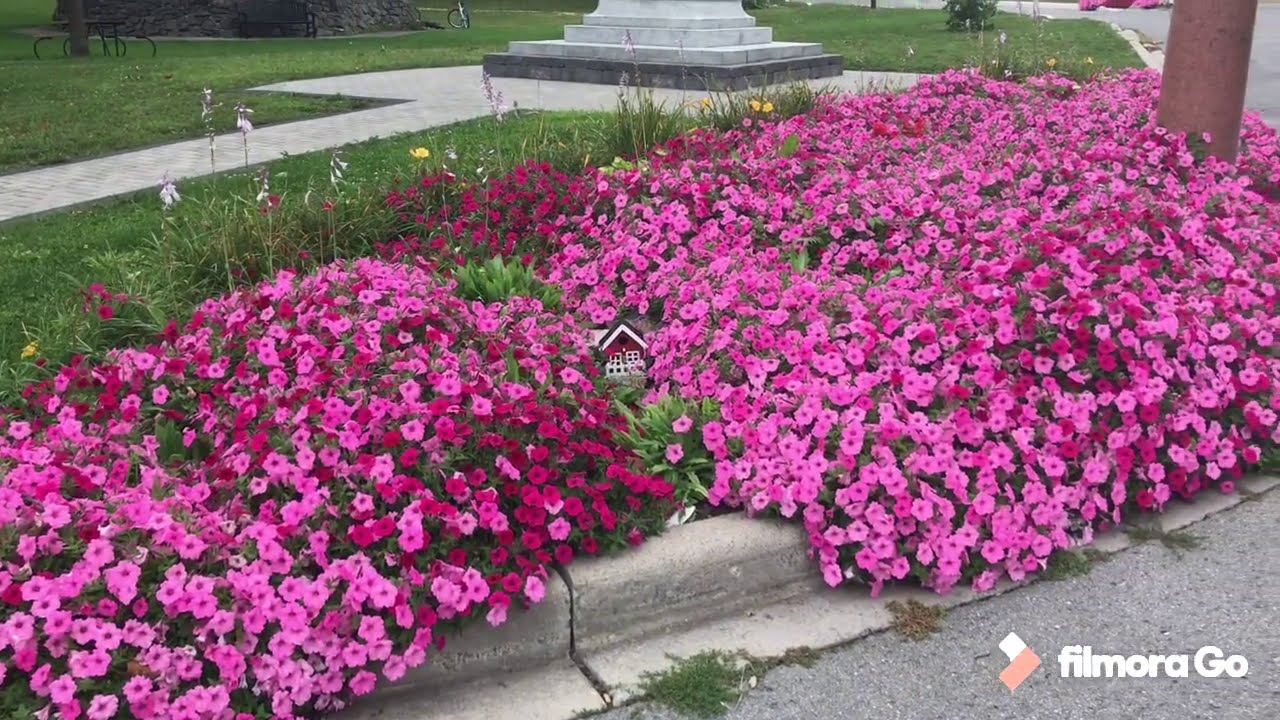 Petunia Town - Gananoque, Ontario, Canada - YouTube