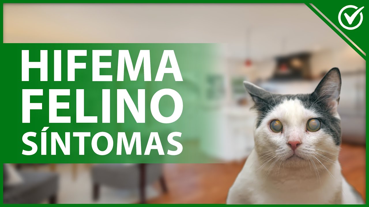 😿 HIFEMA o derrame en el ojo de un gato: Causas, síntomas y tratamiento ...