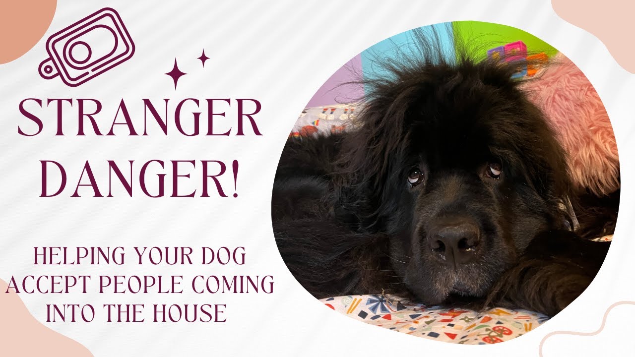 Stranger Danger! Dog Training In The Real World | Positive ...