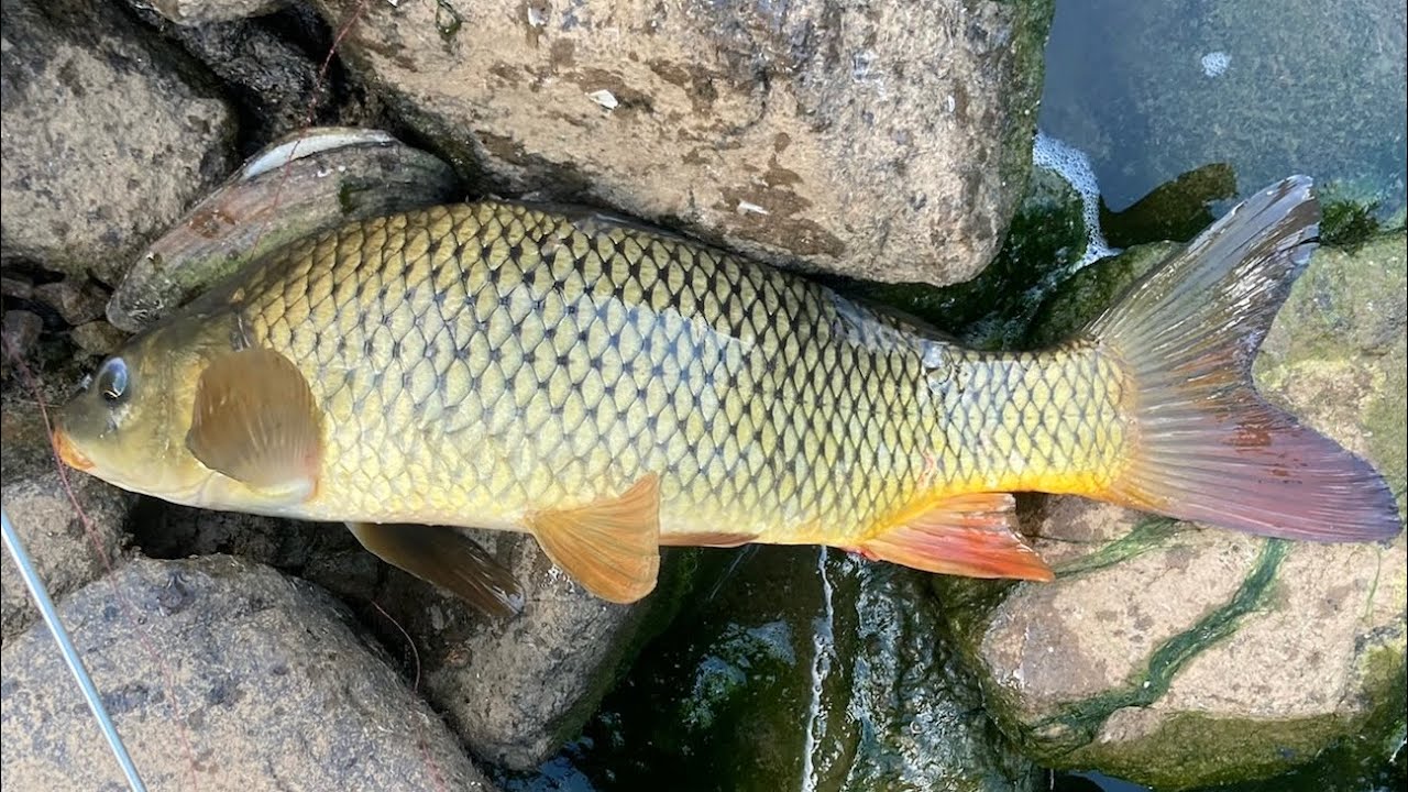 Catching Common Carp in a spillway (CRAZY UNDERWATER FIGHT) - YouTube