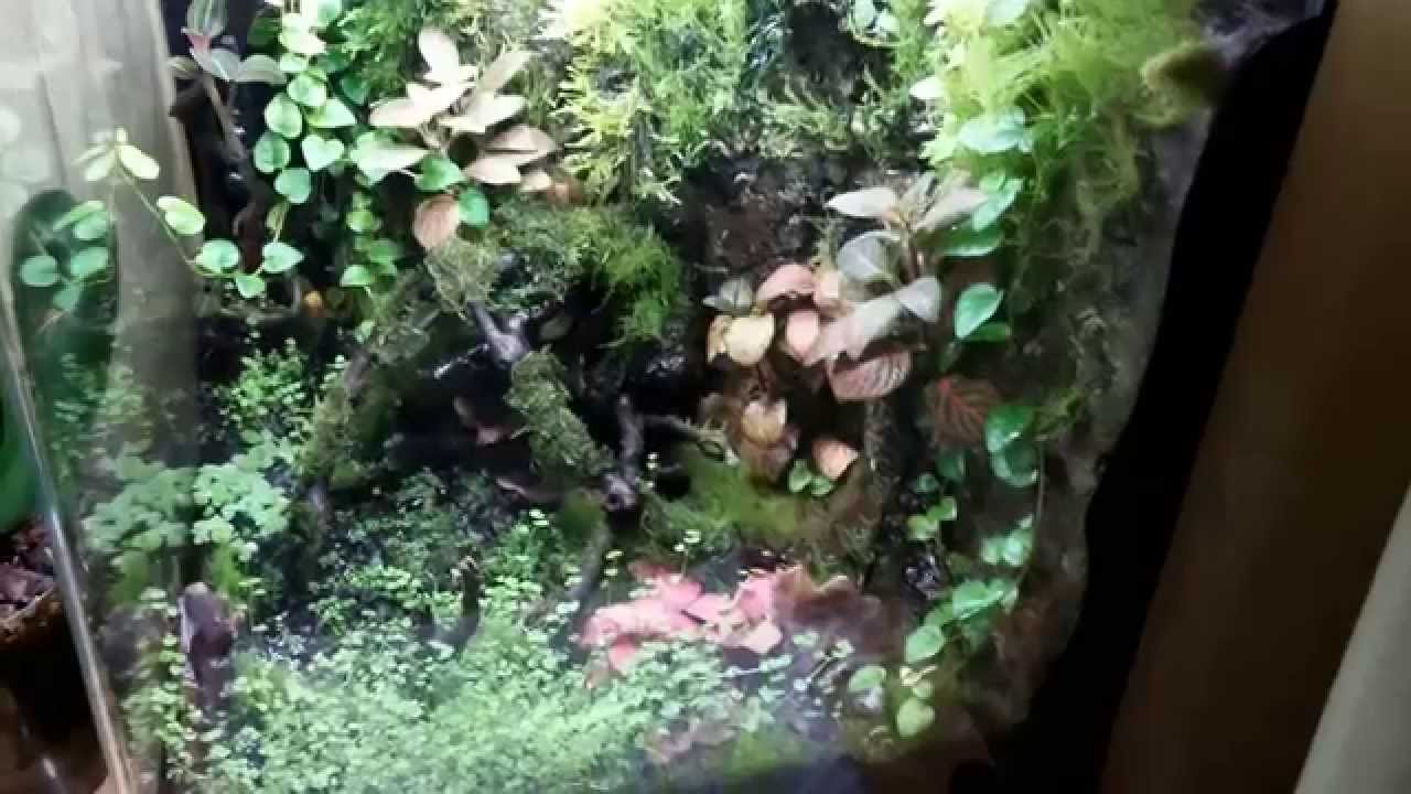 Geosesarma terrarium, vivarium - YouTube