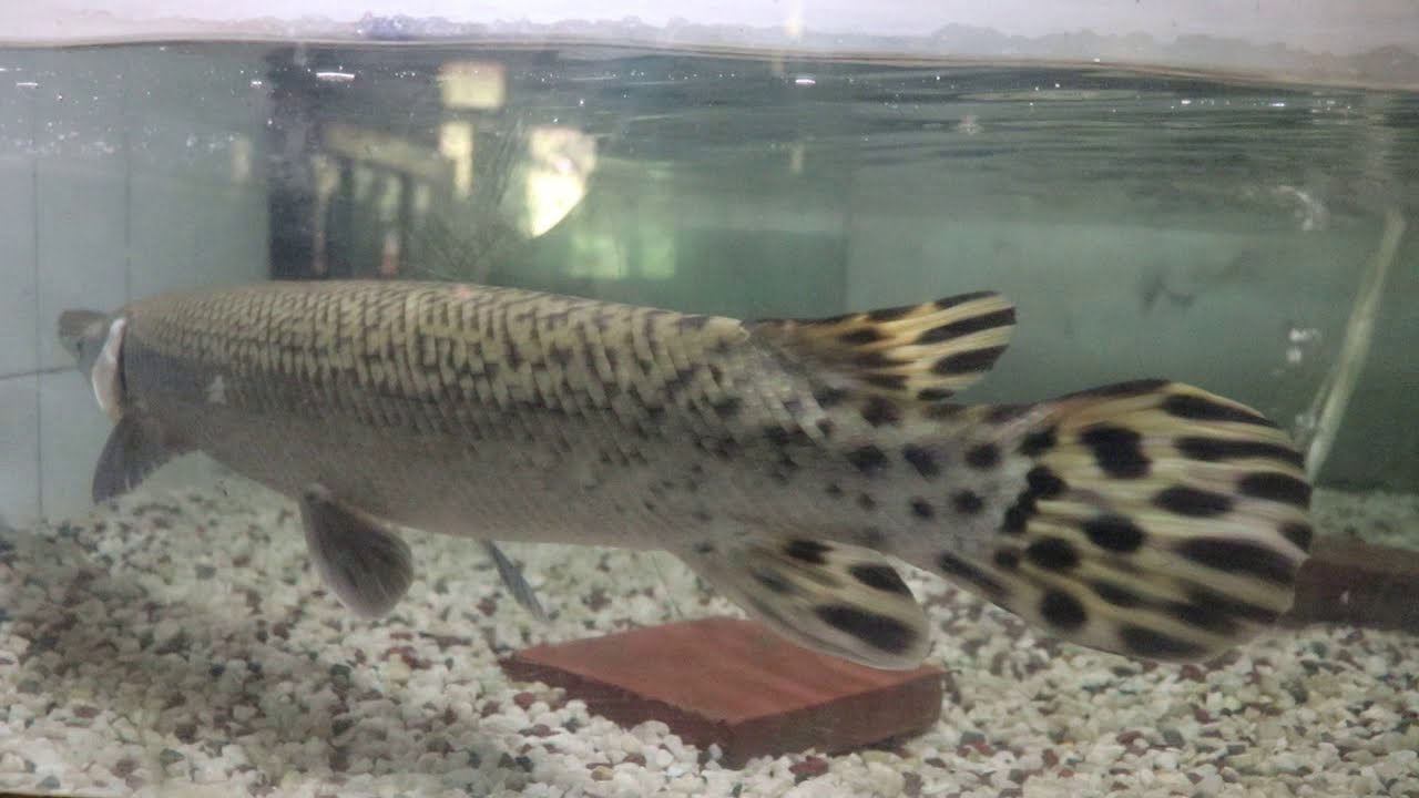 Amazing Alligator gar fish in Aquarium - YouTube