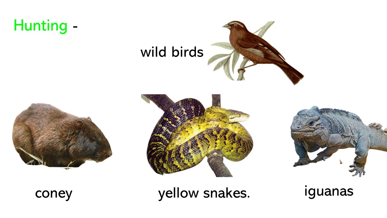 The Way of Life of Tainos in Jamaica | The first people to live in ...