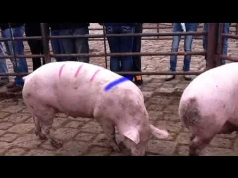 Basics of livestock judging - YouTube