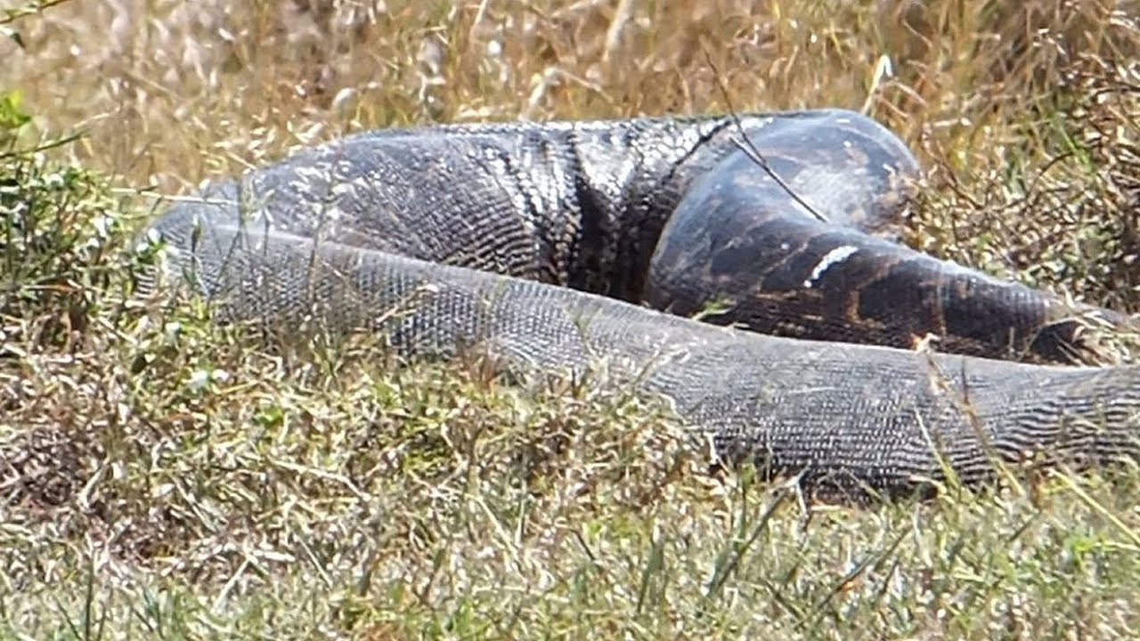 TAZAMA CHATU ALIE ZUA TAHARUKI MAENEO YA KWA MREFU JIJINI ARUSHA - YouTube