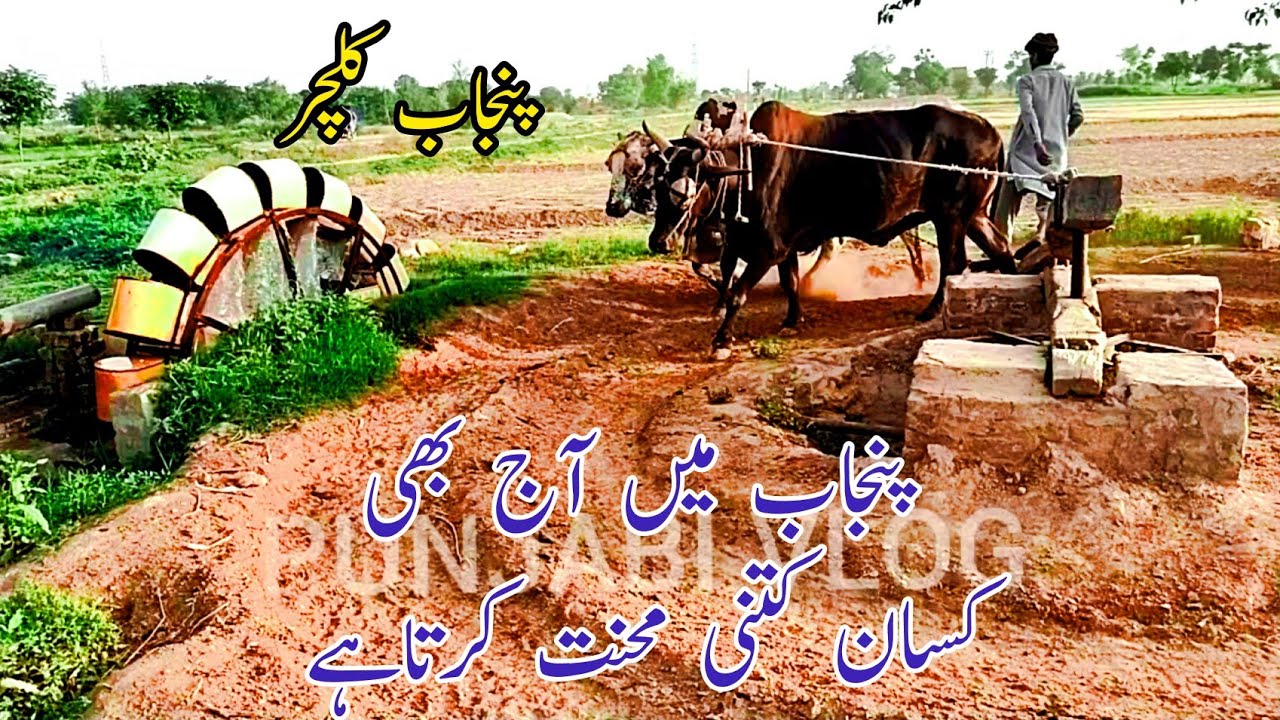 bulls Fetching well water | noria water wheel | free energy water wheel ...