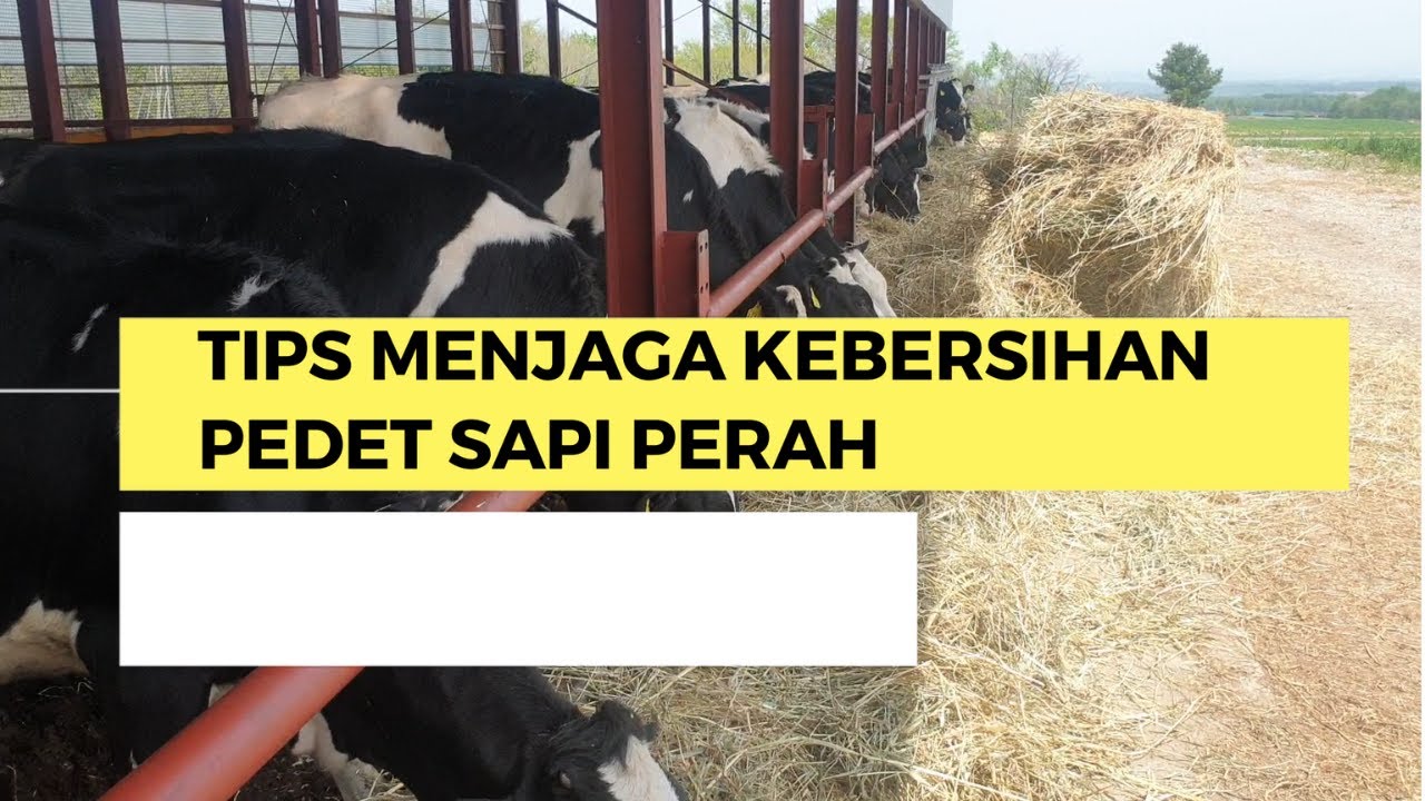 Tips Menjaga Kebersihan Kandang Pedet Sapi Perah - YouTube