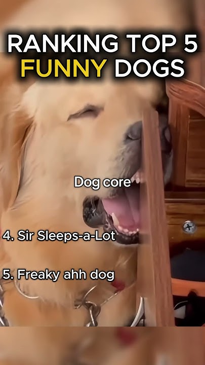 Ranking Top 5 FUNNY Dog Fails That’ll Make You HOWL 😂🐶 #shorts - YouTube