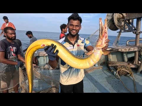 वाम मासेमारीचा 4 था दिवस. खोल समुद्रात जाळी लावून पकडले वाम . Vam ...