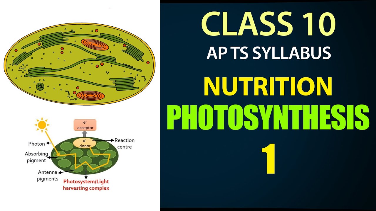 Nutrition Photosynthesis Explanation In Telugu AP TS Syllabus nutrition-photosynthesis-explanation-in-telugu-ap-ts-syllabus