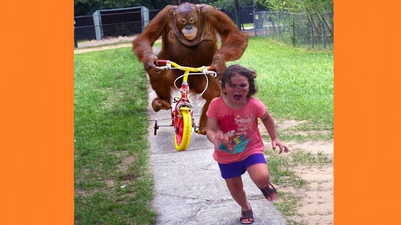 Kids Fun With Animals Amazing Funny Video - YouTube