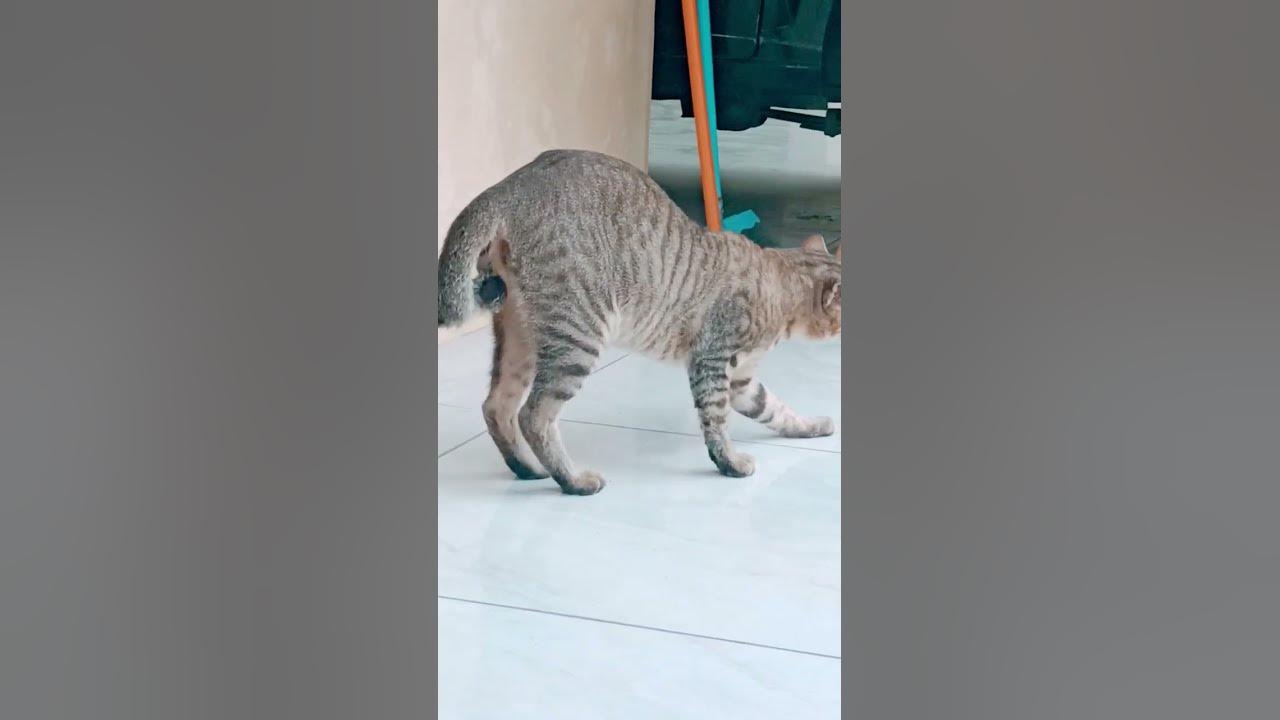 Kucing Loreng Mangap #shorts - YouTube