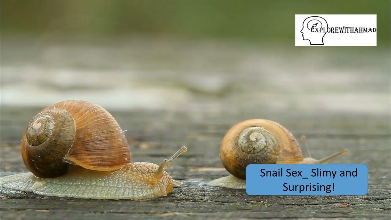 Snail Sex/Mating_ Slimy and Surprising! - YouTube