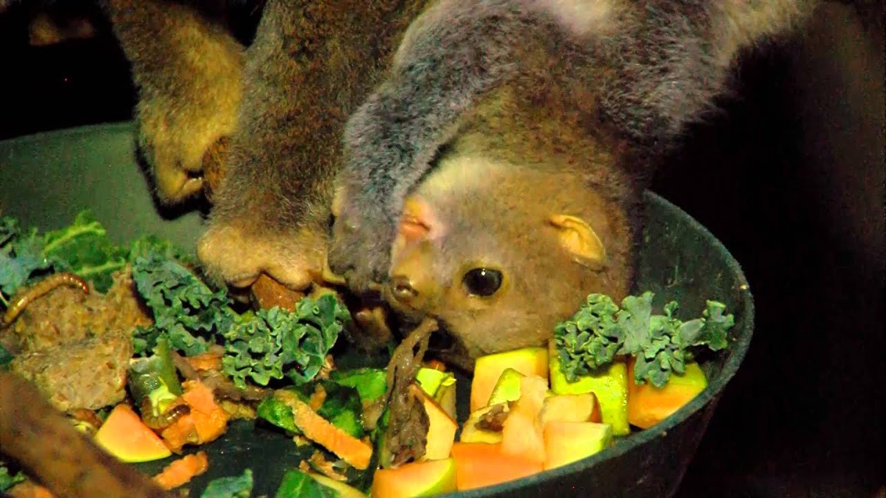 Cute Baby Potto - Cincinnati Zoo - YouTube