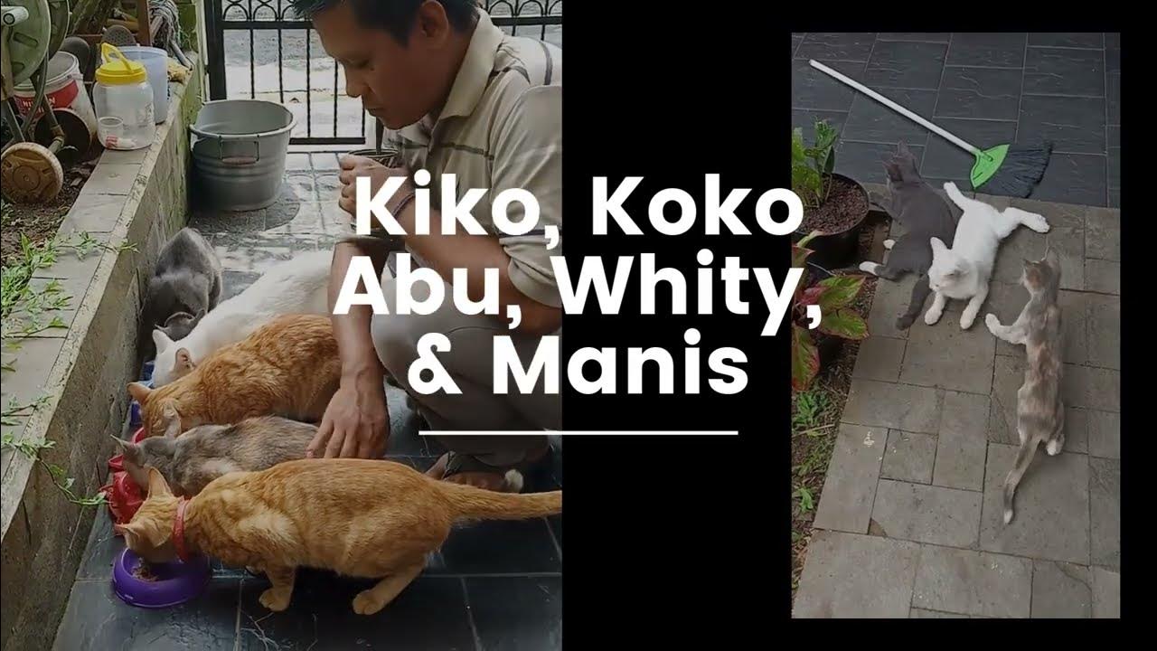 Feeding the cats - YouTube