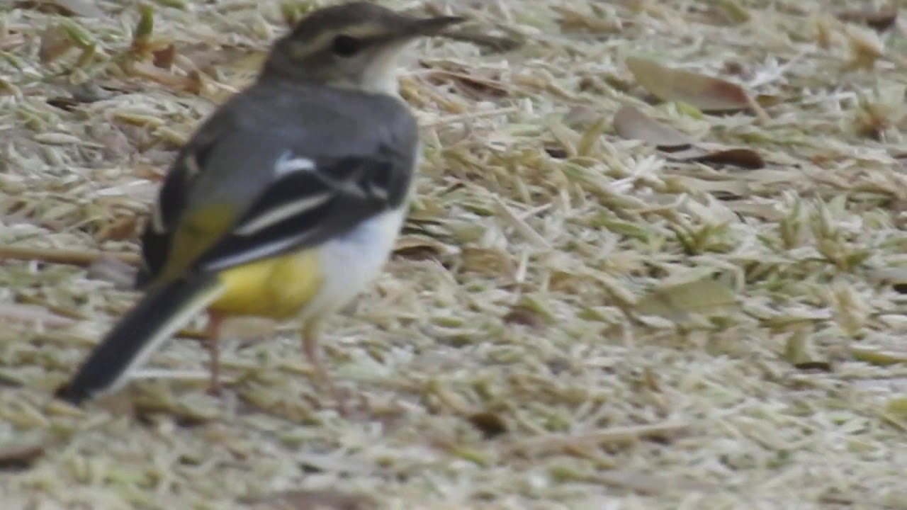 Wag tailed bird: Nice swinging back dance - YouTube