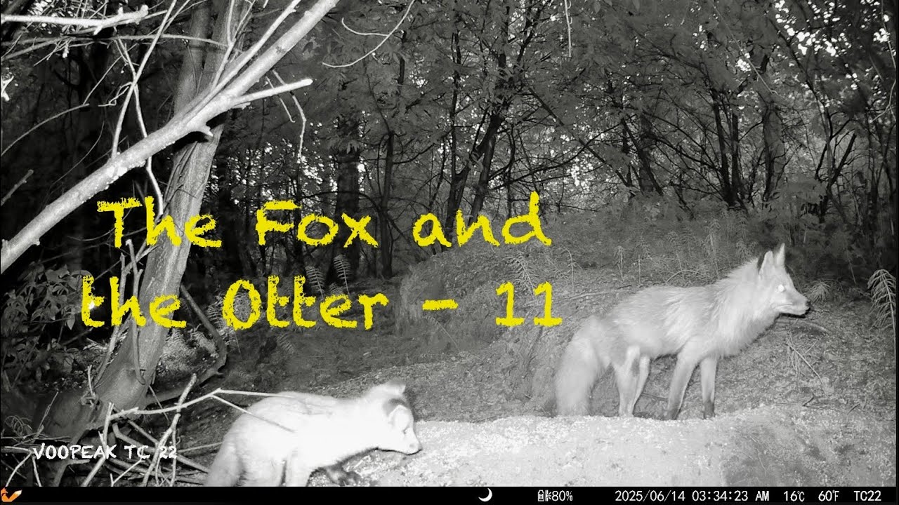 The Fox and the Otter - 11 - YouTube
