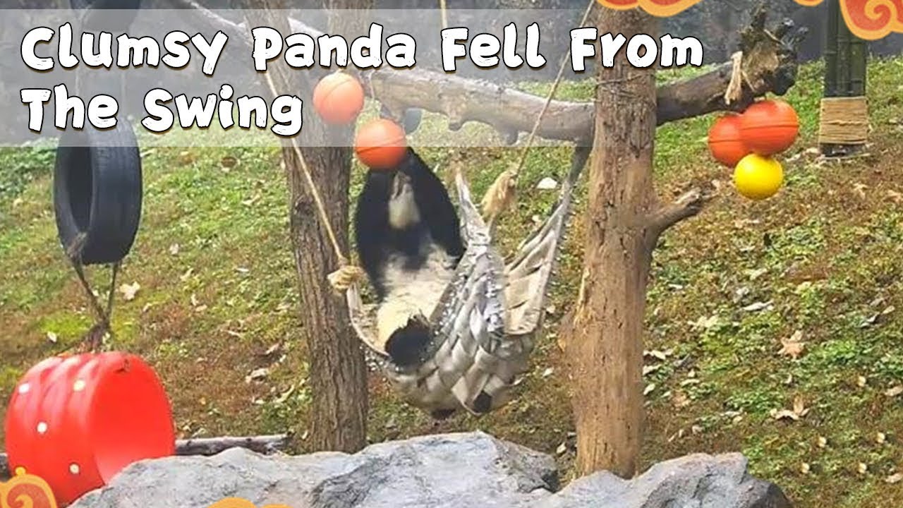 Clumsy Panda Fell From The Swing | iPanda - YouTube