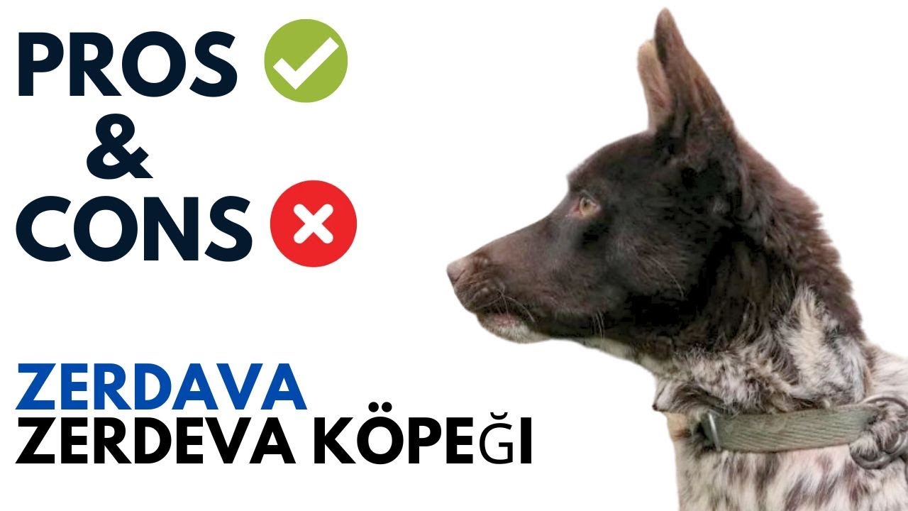 Zerdava Dog Pros and Cons | მეკვერნე zerdeva köpeği Advantages and ...