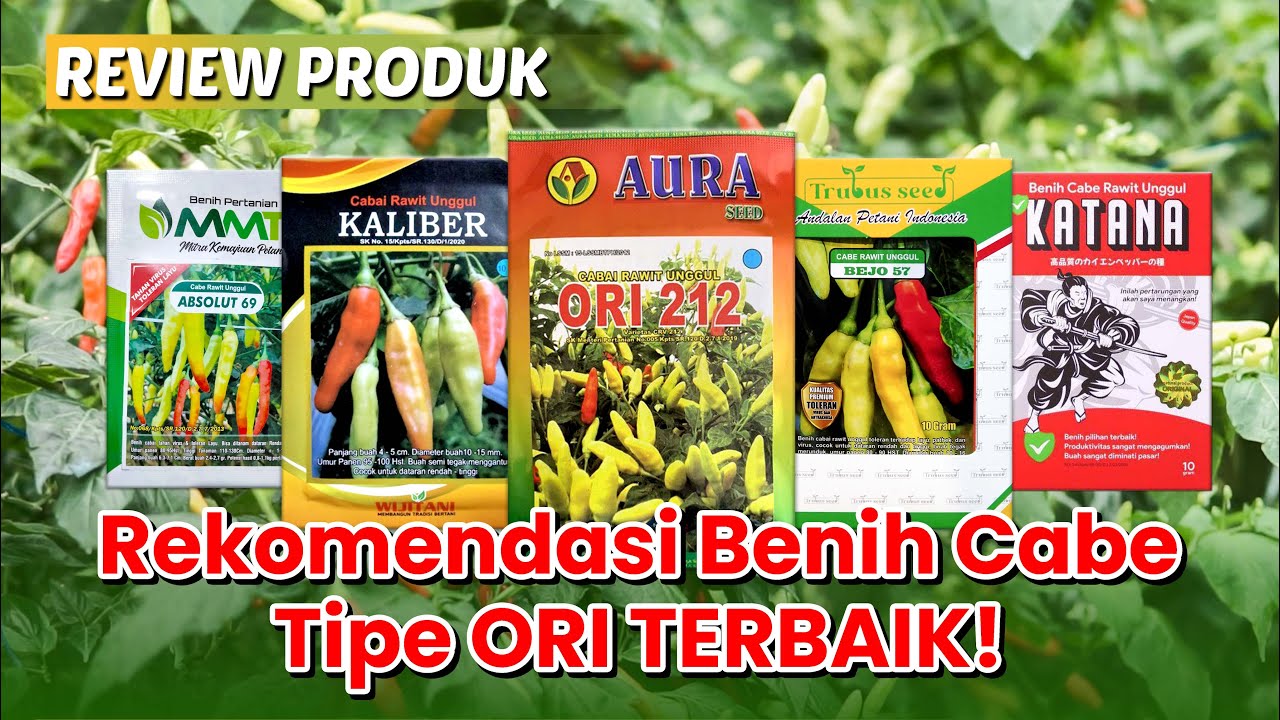 Review Merk BENIH CABE TERBAIK di Musim Sekarang! #benihonline - YouTube