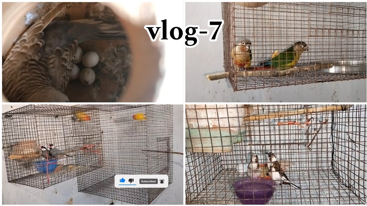vlog-7 birds bajari parrot 🥚 Java birds Kannur ️ #birds #dailyvlog #vlog #viralvideo - YouTube