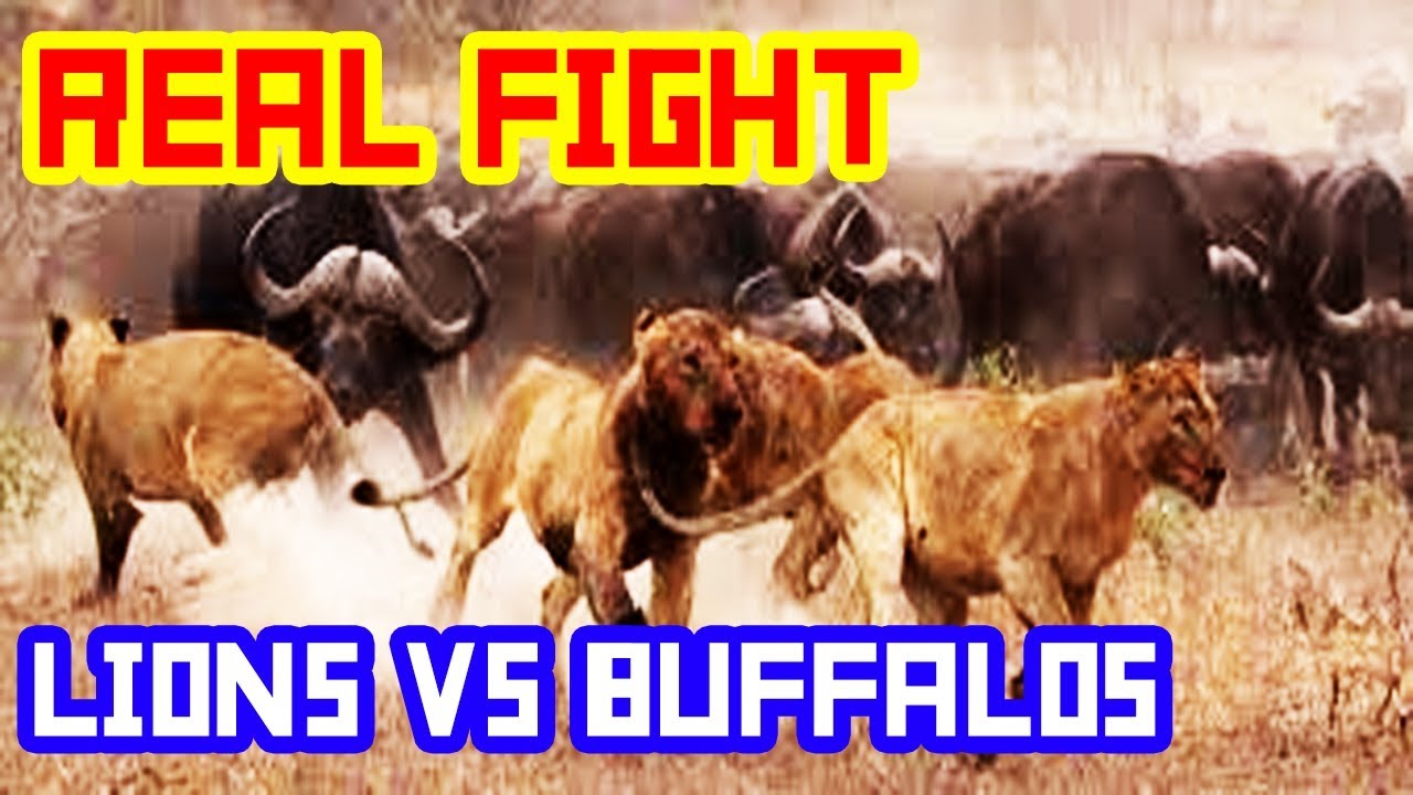 🔴Top 5 Best Moments Animal Real Fight Animal ️ Lion Vs Tiger Vs Buffalo ...