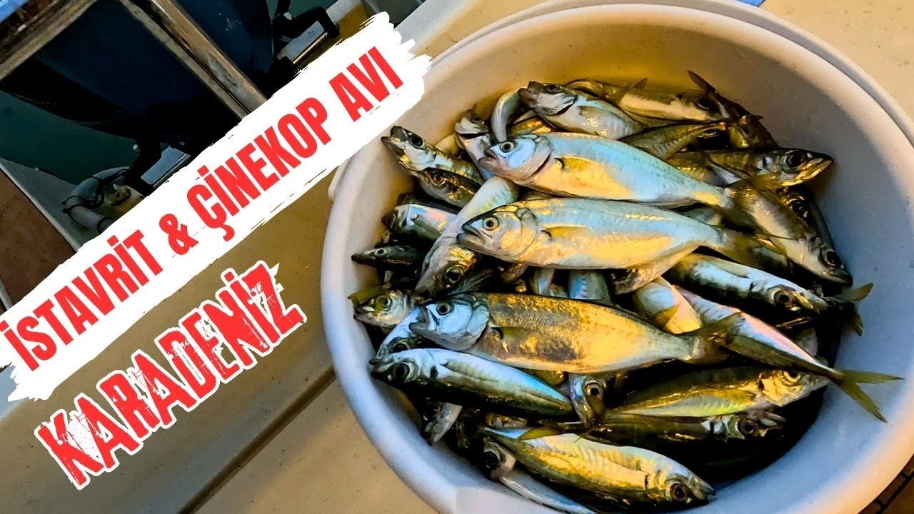 Çinekop İstavrit Çapari Avı - Balık Avı - Fishing - YouTube