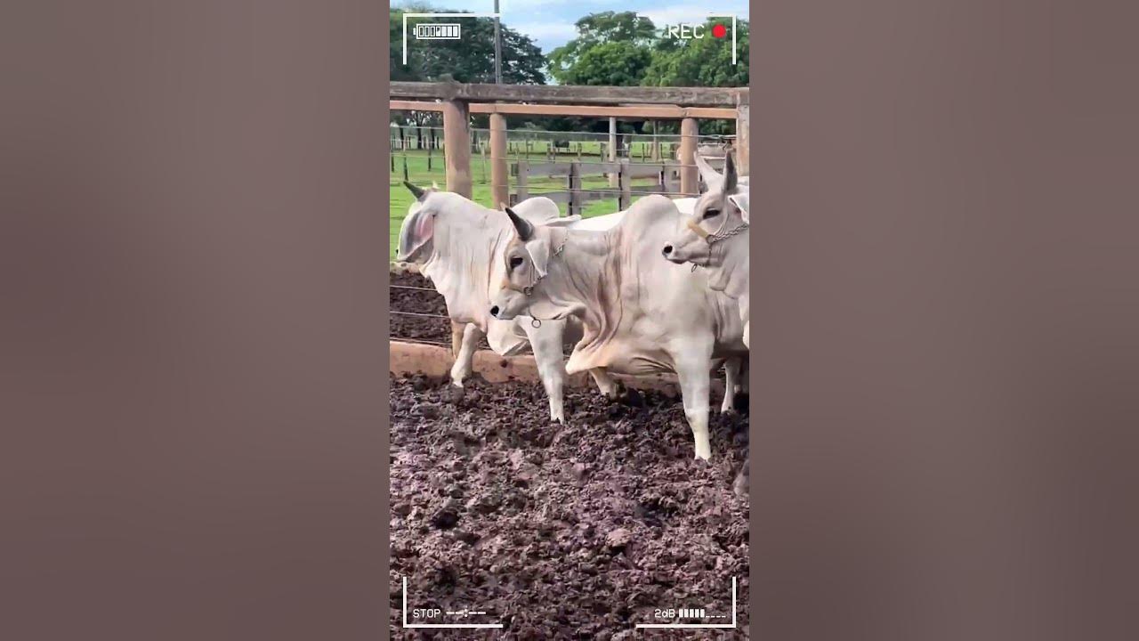 🔴 Guzerat Breed Unraveling the Beauty and Benefits of This Exemplary Cattle Biggest Bulls And ...