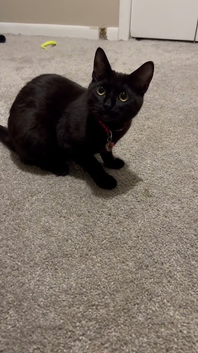 My cat reaction to catnip #shorts #cat #catlover - YouTube