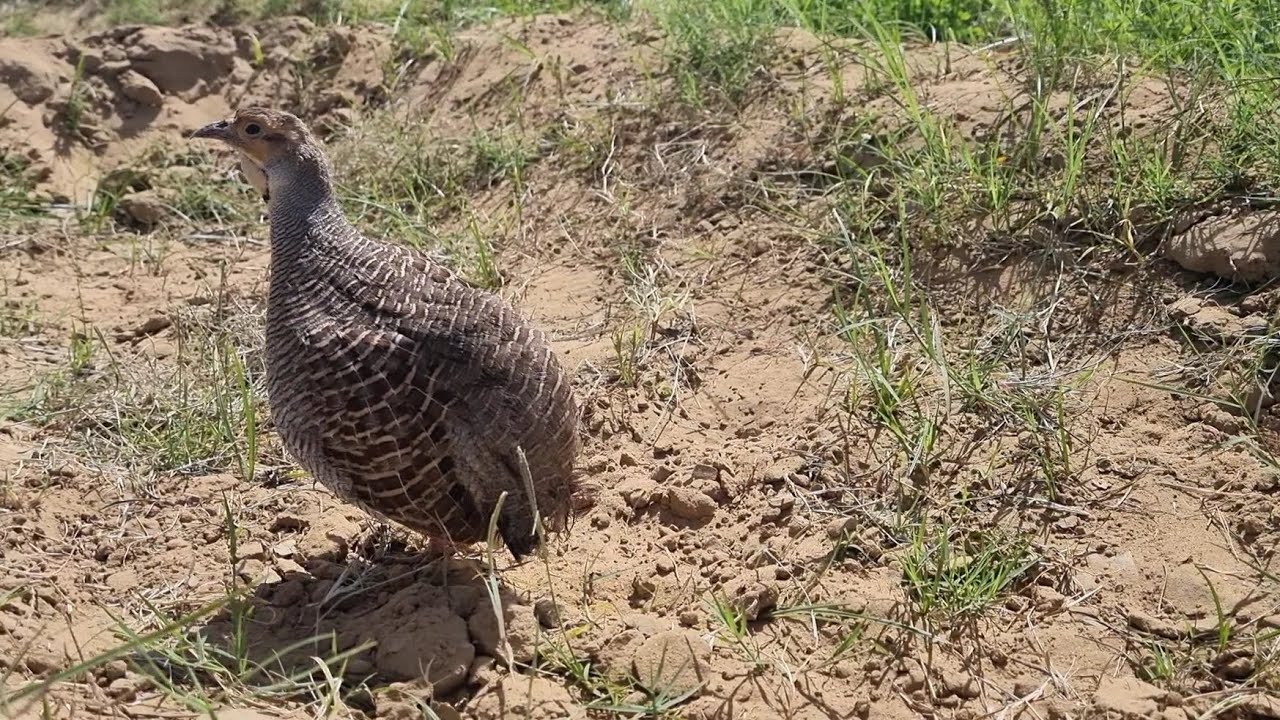 teetar awaz male #teetar #gray #francolin #sound #male teetar sound ...
