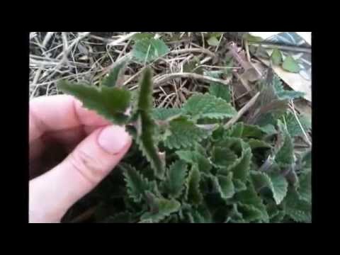How to Identify Catnip - with some help from the cats - YouTube
