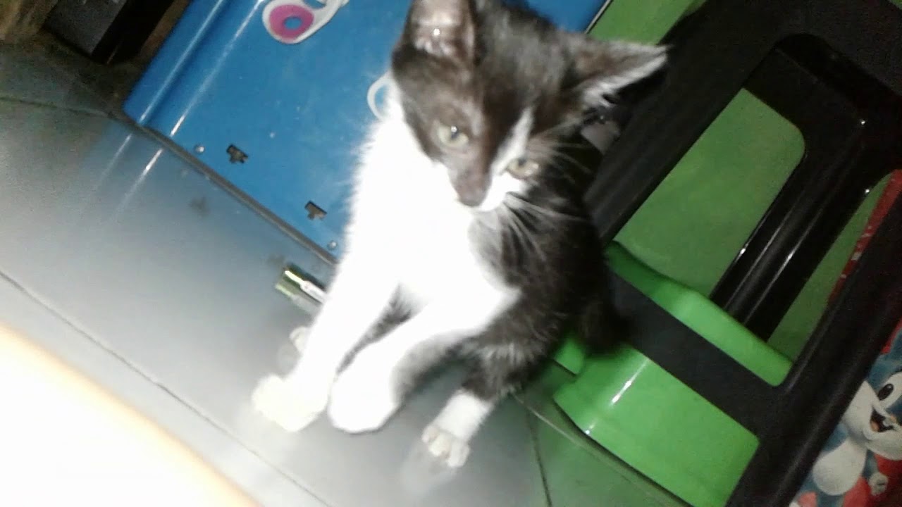 Kucing lucu || Momon Montel - YouTube