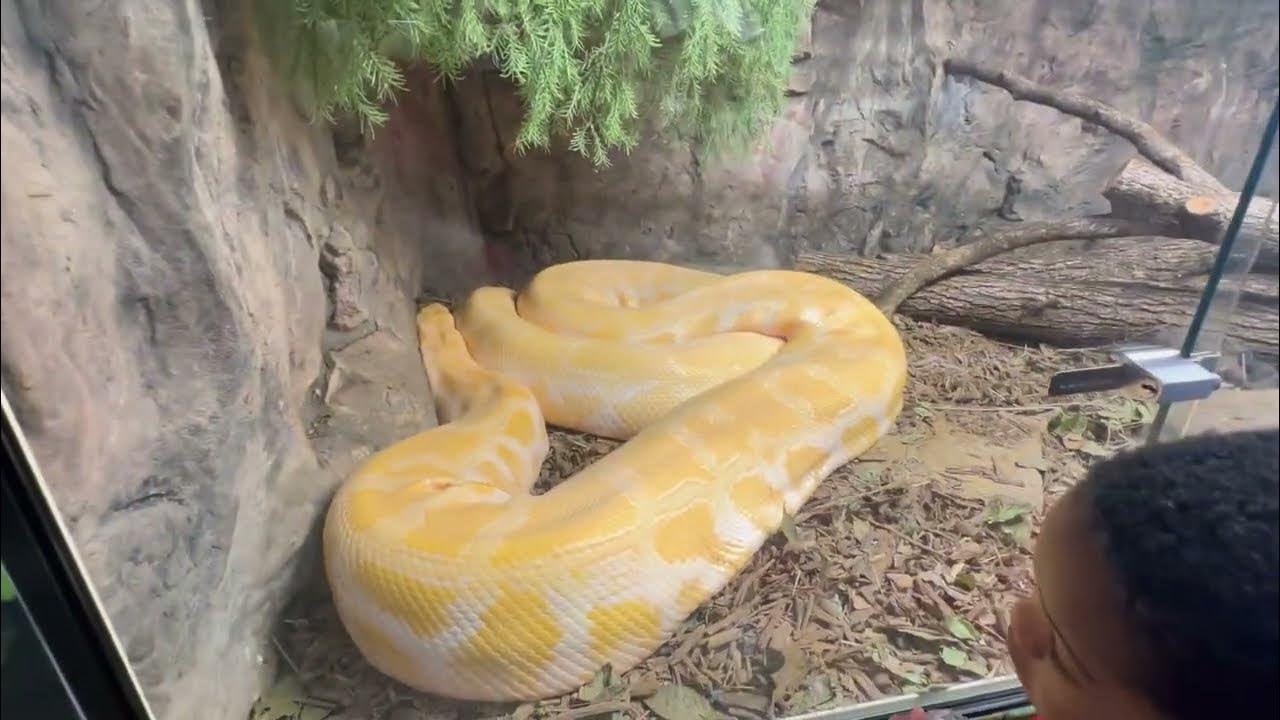 Visiting Louise: The Fascinating Burmese Python Snake - YouTube