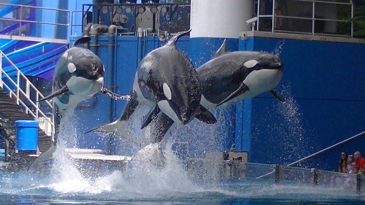 One Ocean in Ultra HD - August 18, 2019 - SeaWorld Orlando - YouTube