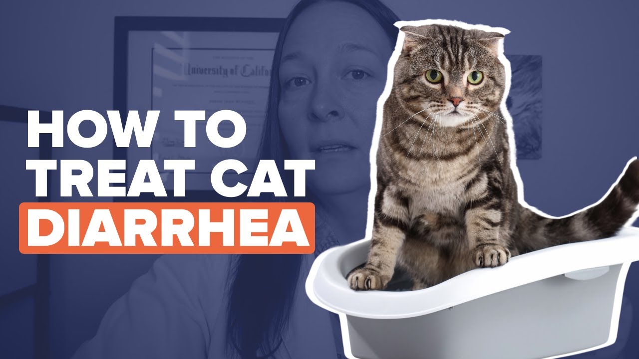Signs Your Cat Has Diarrhea & How To Treat It - YouTube