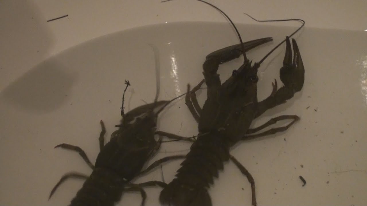 Річкові раки (Astacus sp.) - YouTube