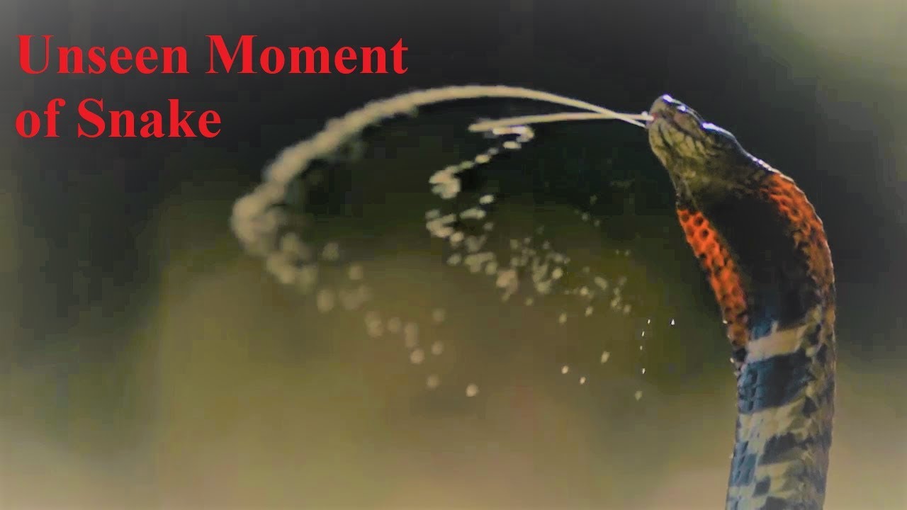 Best moment of snake , unseen before - YouTube