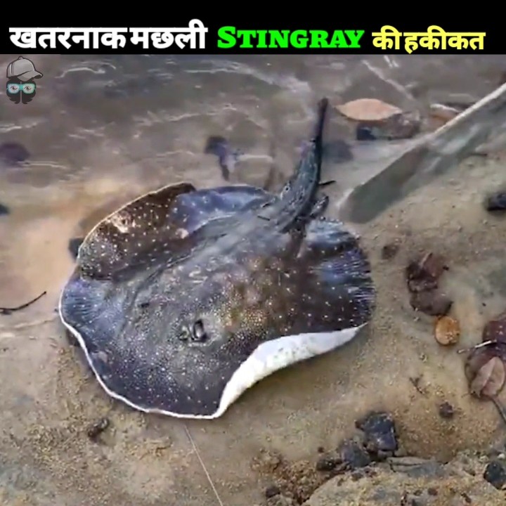 STINGRAY ATTACK! ⚠️ One Wrong Step Could Be DEADLY!"#facts #shorts # ...