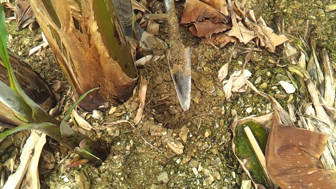 Desuckering tool for bananas in action - YouTube