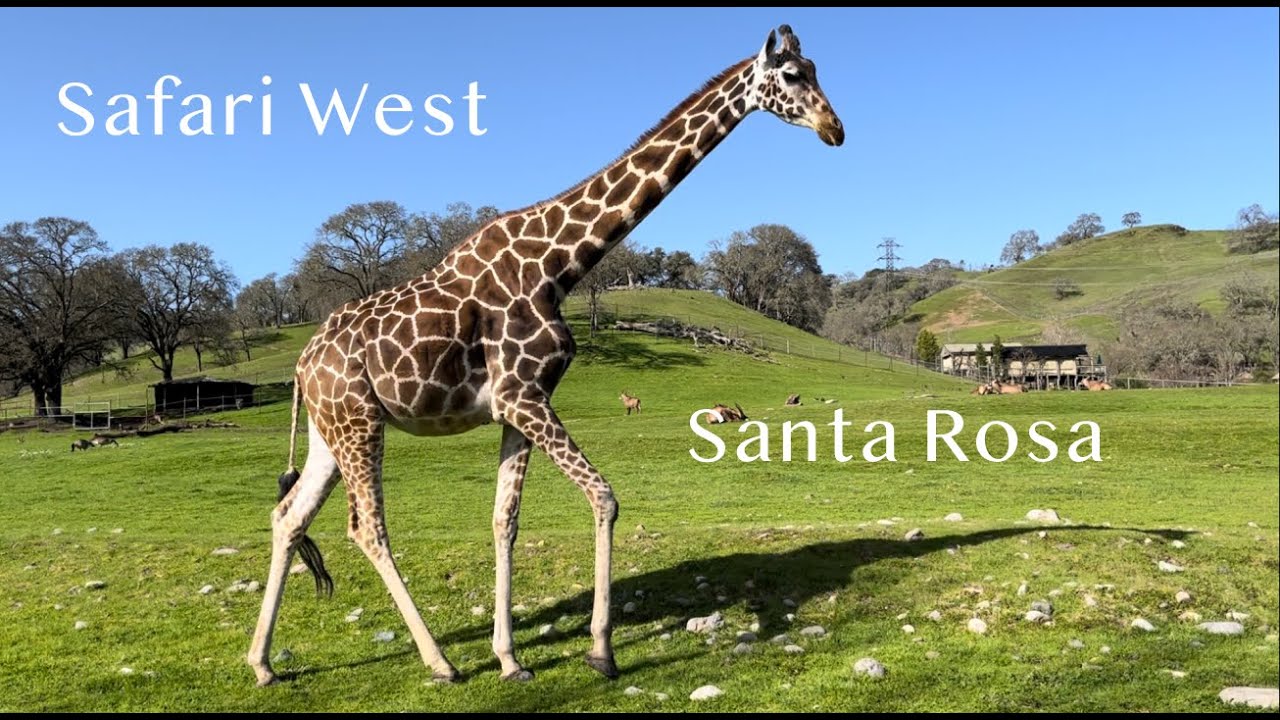 Safari West Adventure Tour | Santa Rosa California Travel Vlog - YouTube