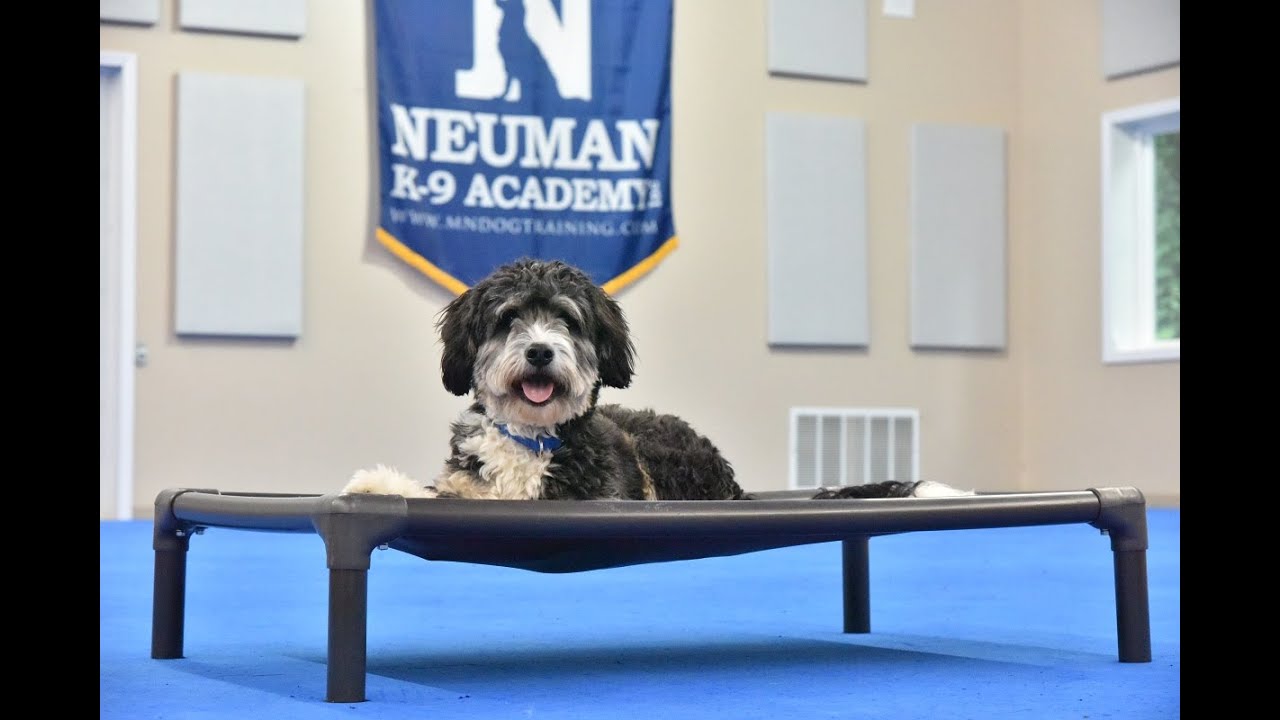 Teddy (Mini Bernedoodle) Puppy Camp Dog Training Video Demonstration ...