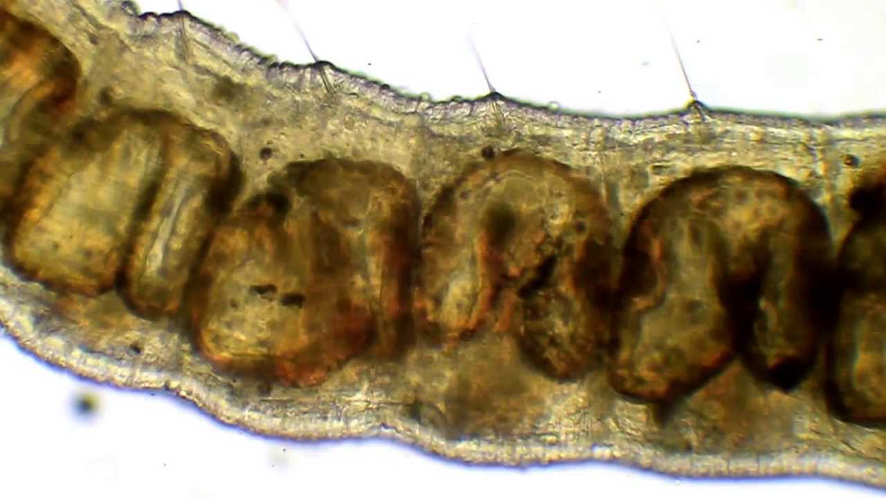 Freshwater Oligochaetes digestive system, April 2013 - YouTube