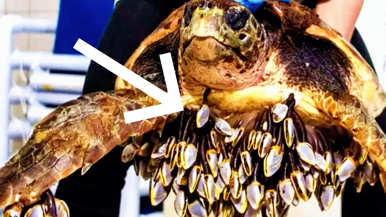 Rescue and Recovery The Miraculous Revival of a Sea Turtle - YouTube