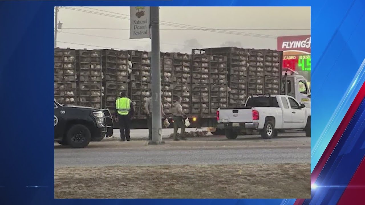 Chickens on the run! Dothan Police roundup chicken escapees after cage ...