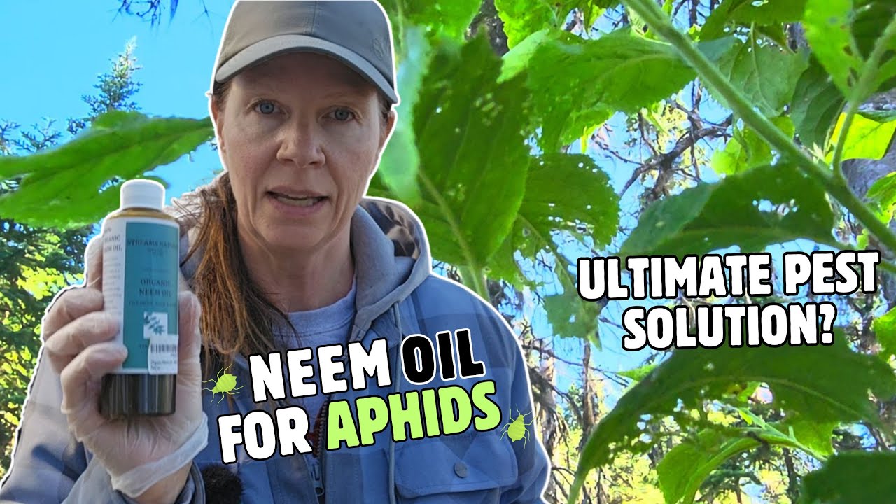 Neem Oil for Aphids – The ULTIMATE Organic Pest Solution? - YouTube