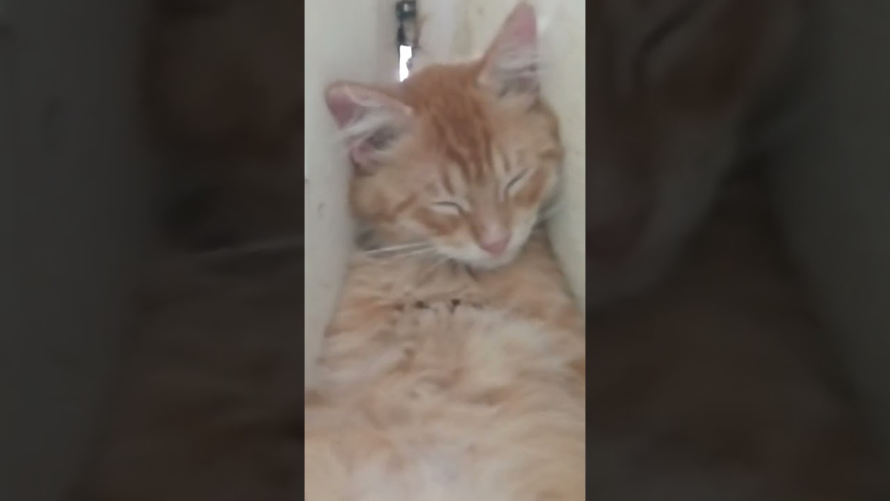 Kucing Lagi Tidur santai #kucinglucu #kucingtidurlucu - YouTube