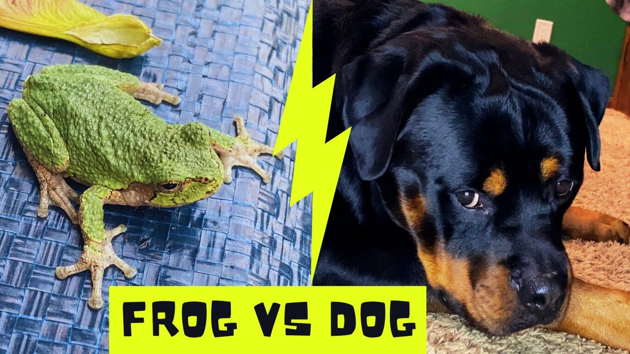 Dog + frogs - watch what happens! - YouTube