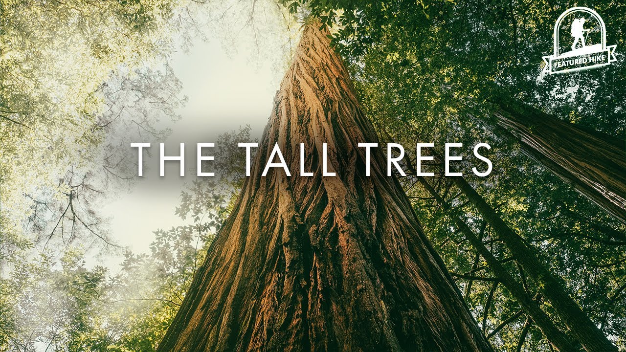 The Tall Trees Grove - Walk Among GIANTS [Redwood National Park] - YouTube