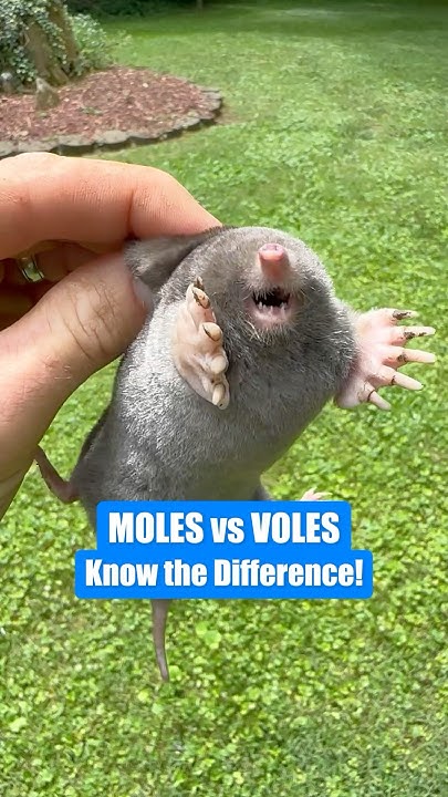 Moles vs. Voles: What’s Wrecking Your Lawn? #shorts - YouTube