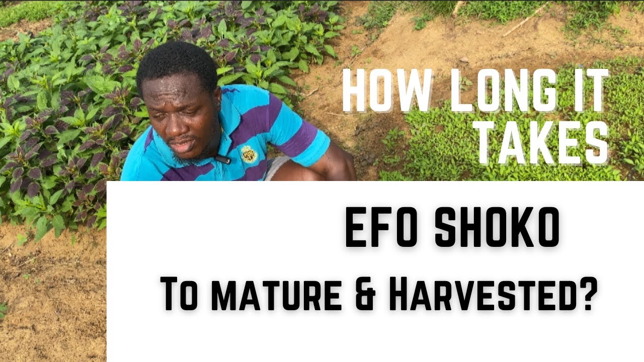 How long it Takes Efo Shoko To Mature and Harvested? - YouTube